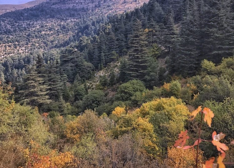 Horsh Ehden | My Lebanon Guide